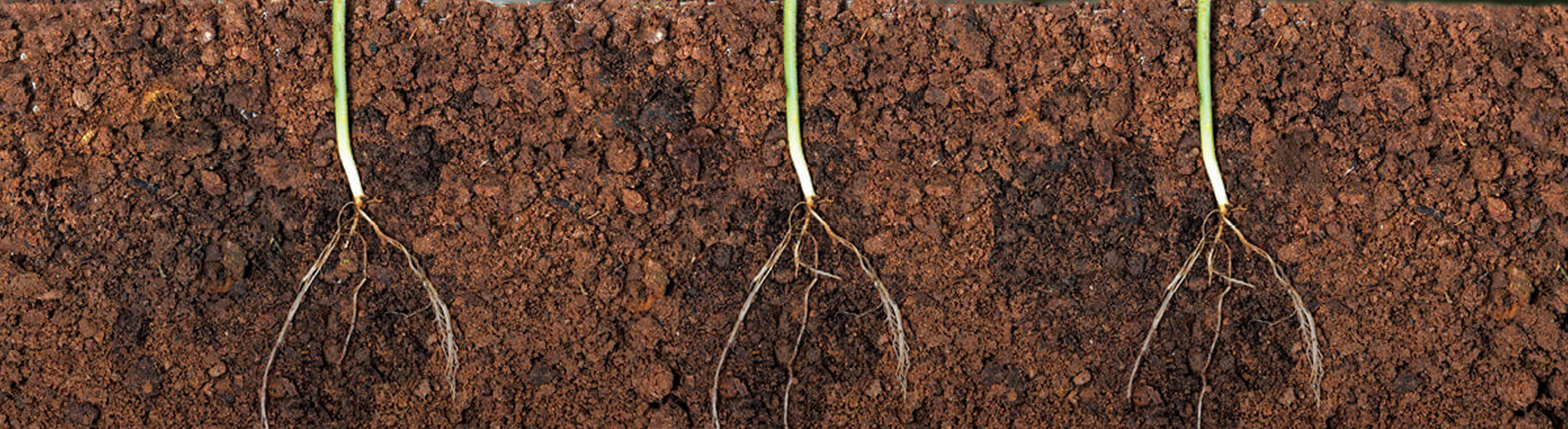 RAYAN FOR OIL EXTRACTION & FEED MILL